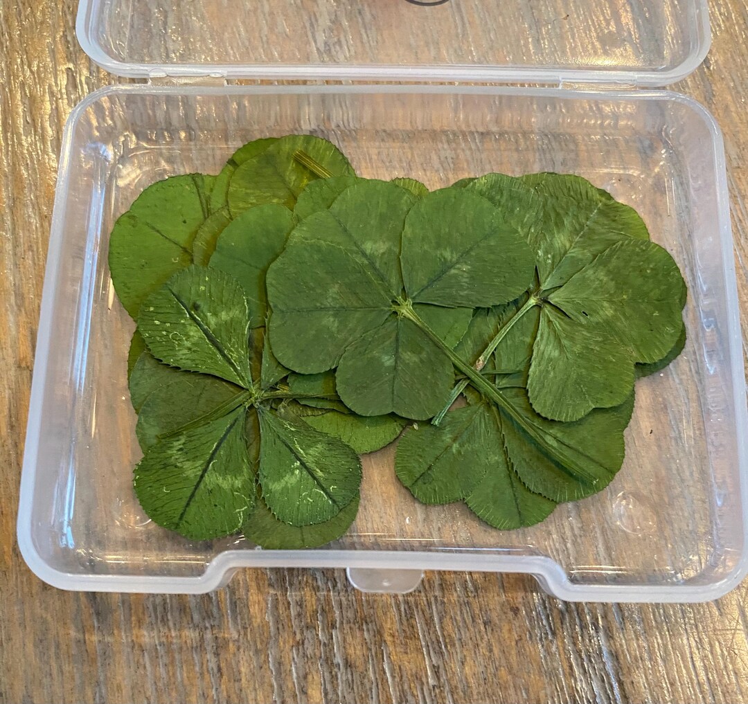 Real Pressed Large Four Leaf Clovers - 10 Count. DIY. Resin Art ...