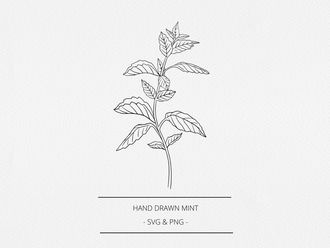 Mint Leaf SVG and PNG, Botanical Hand Drawn Apothecary Elements, Herb ...