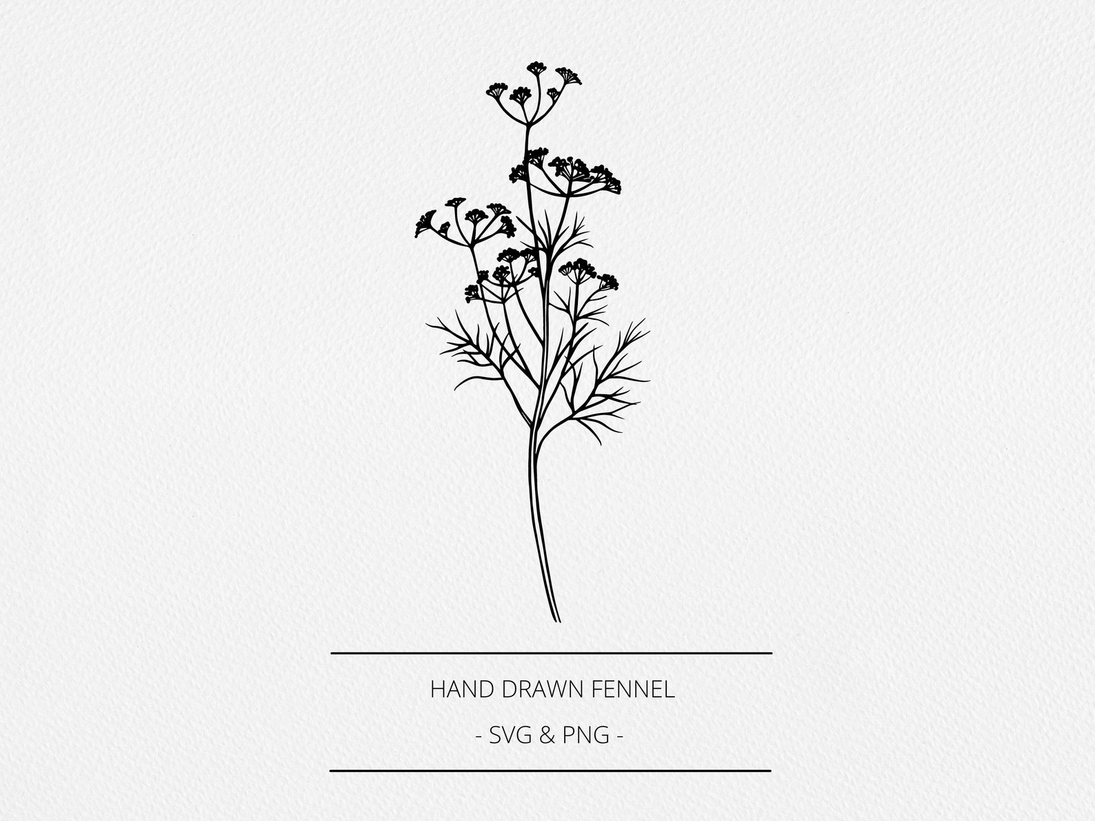 Fennel SVG and PNG, Botanical Hand Drawn Apothecary Elements, Herb ...