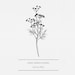 Fennel SVG and PNG, Botanical Hand Drawn Apothecary Elements, Herb ...