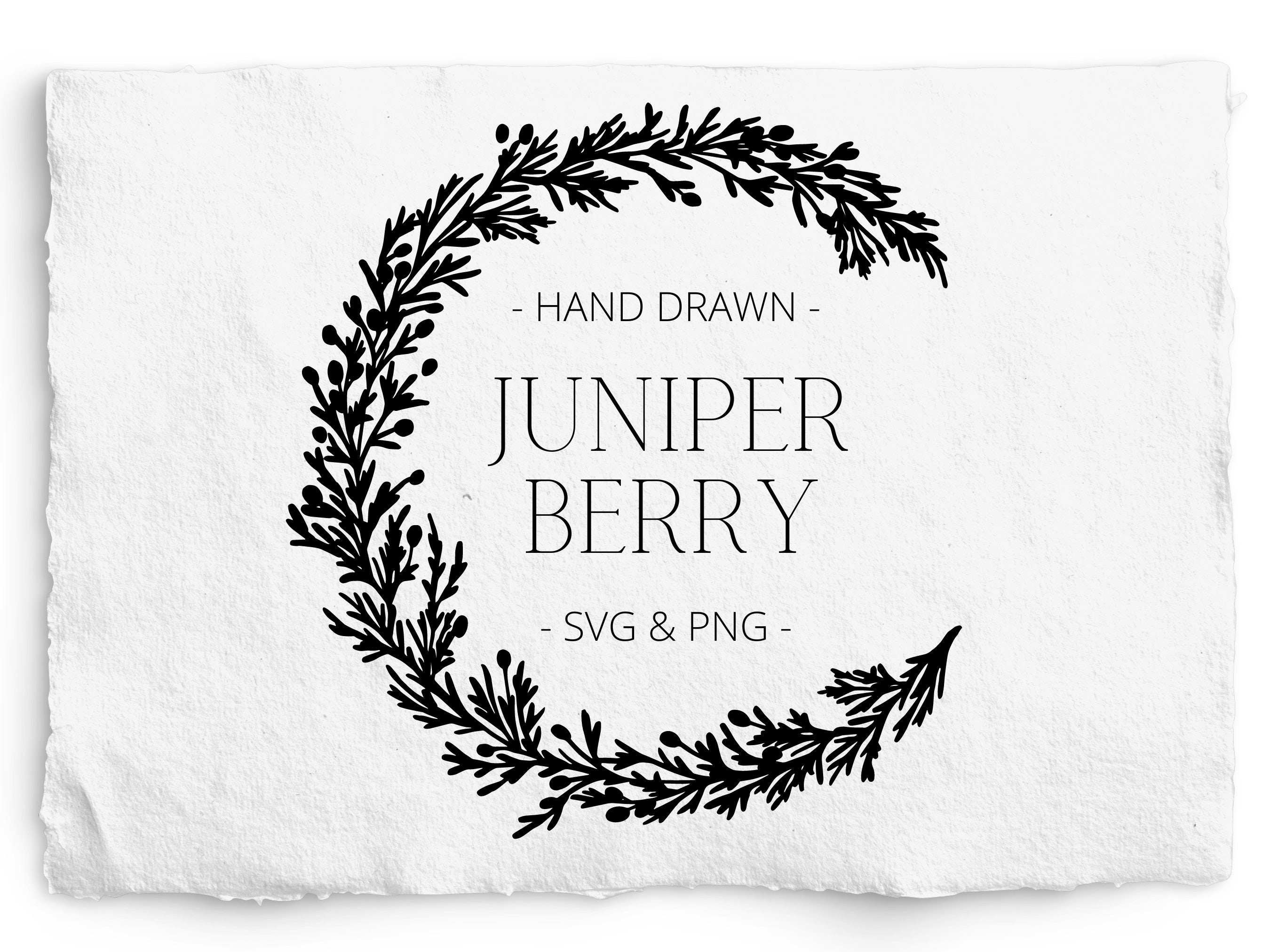 Juniper Berry Frame SVG, Laser Engraving, Botanical Hand Drawn Winter ...