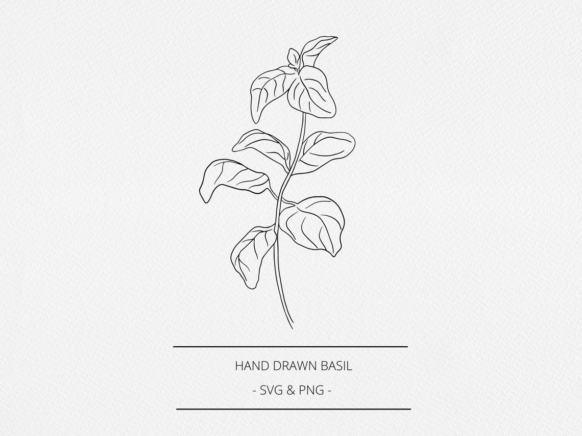 Basil SVG and PNG, Botanical Hand Drawn Apothecary Elements, Herb ...