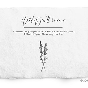 Lavender SVG and PNG, Botanical Hand Drawn Apothecary Elements, Herb ...
