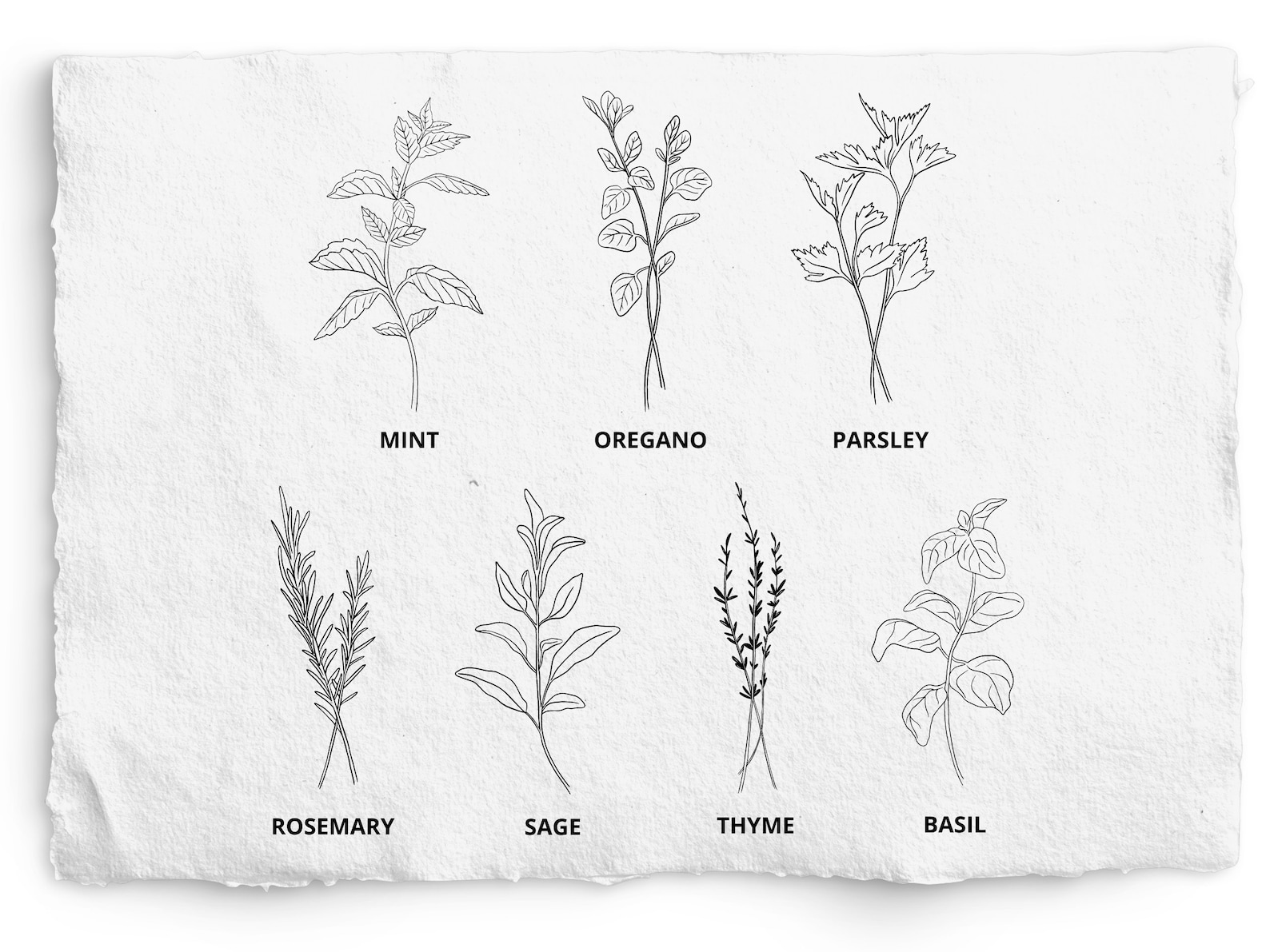 Herb Bundle SVG and PNG, Hand Drawn Mint, Rosemary, Sage, Oregano ...