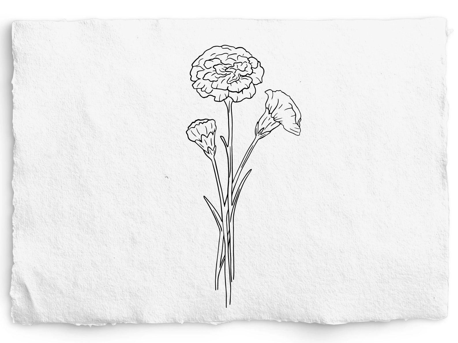 Carnation January Birth Month Flower SVG - Birthday Flower PNG, Hand ...