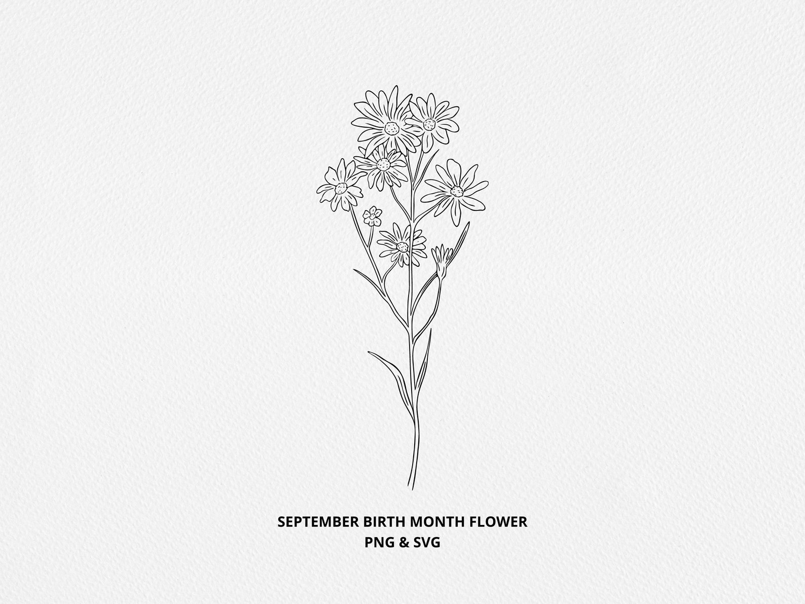 September Birth Month Flower SVG - Birthday Flower PNG, Hand Drawn ...