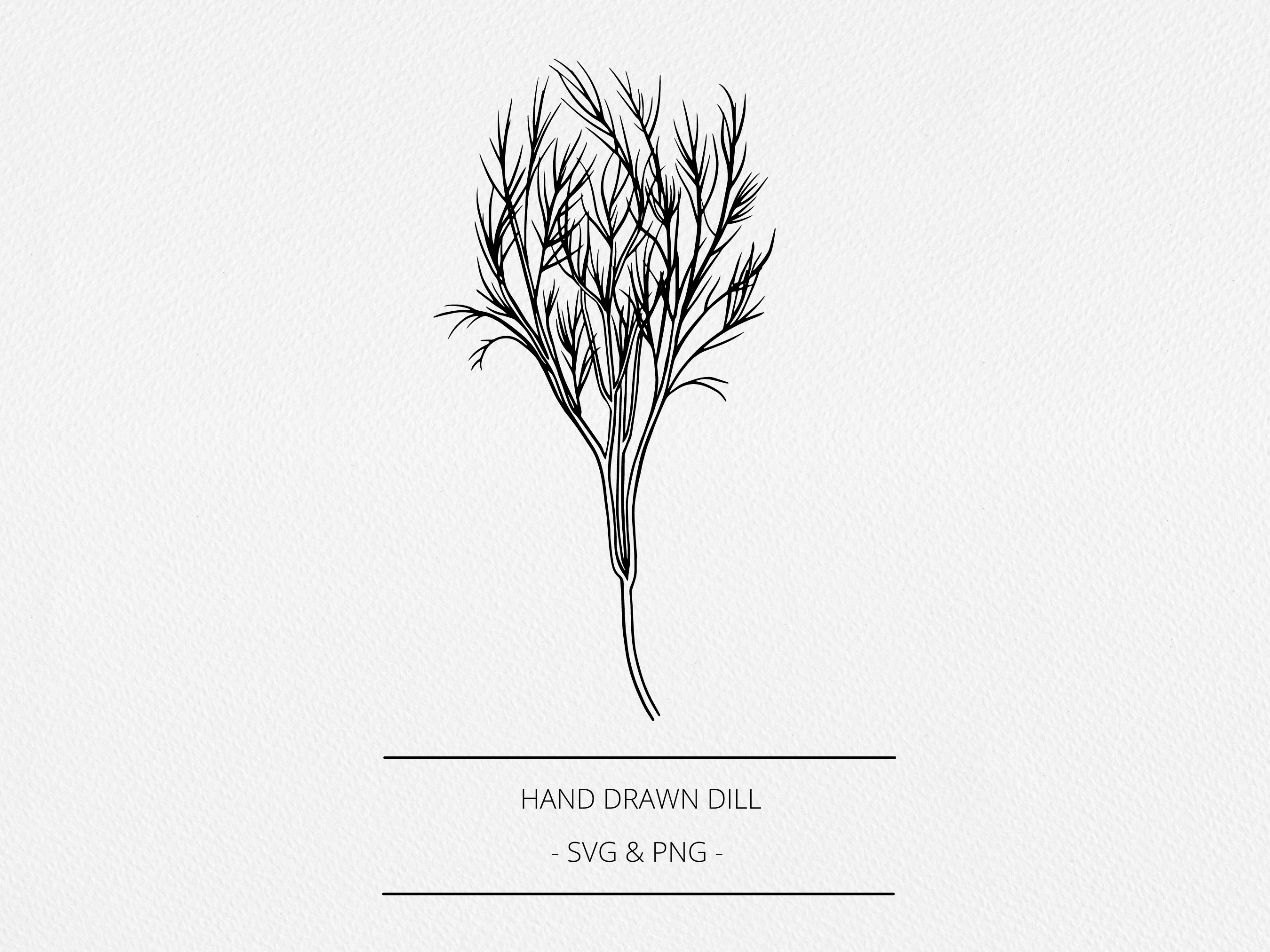 Dill SVG and PNG Botanical Hand Drawn Dill Weed Illustration - Etsy Canada