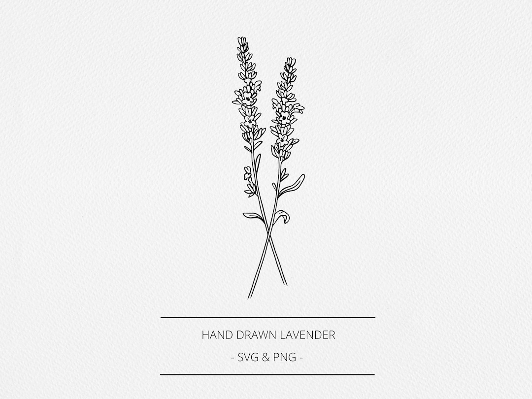 Lavender SVG and PNG, Botanical Hand Drawn Apothecary Elements, Herb ...