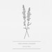 Lavender SVG and PNG, Botanical Hand Drawn Apothecary Elements, Herb ...