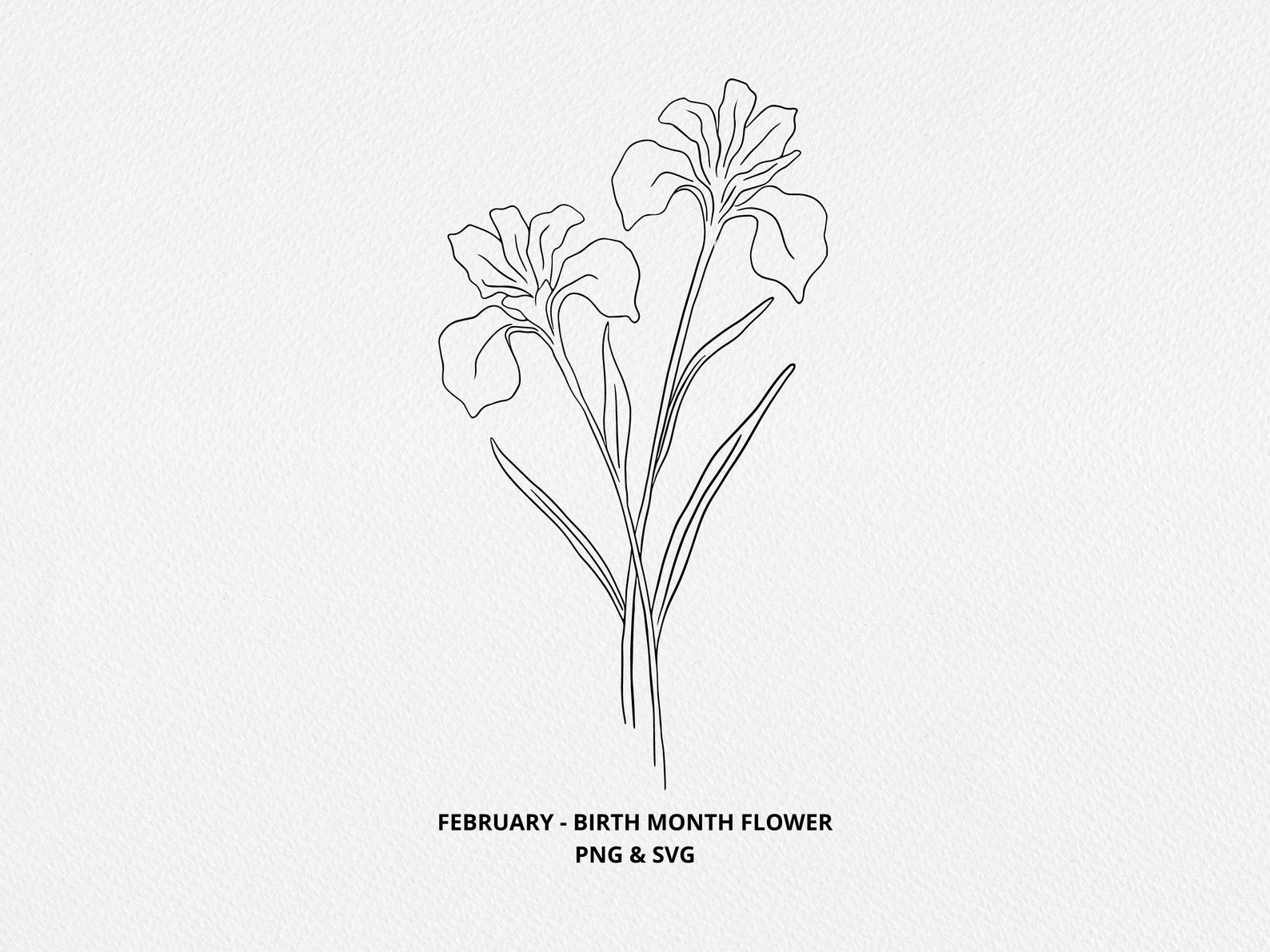 February Birth Month Flower SVG - Birthday Flower PNG, Hand Drawn Iris ...