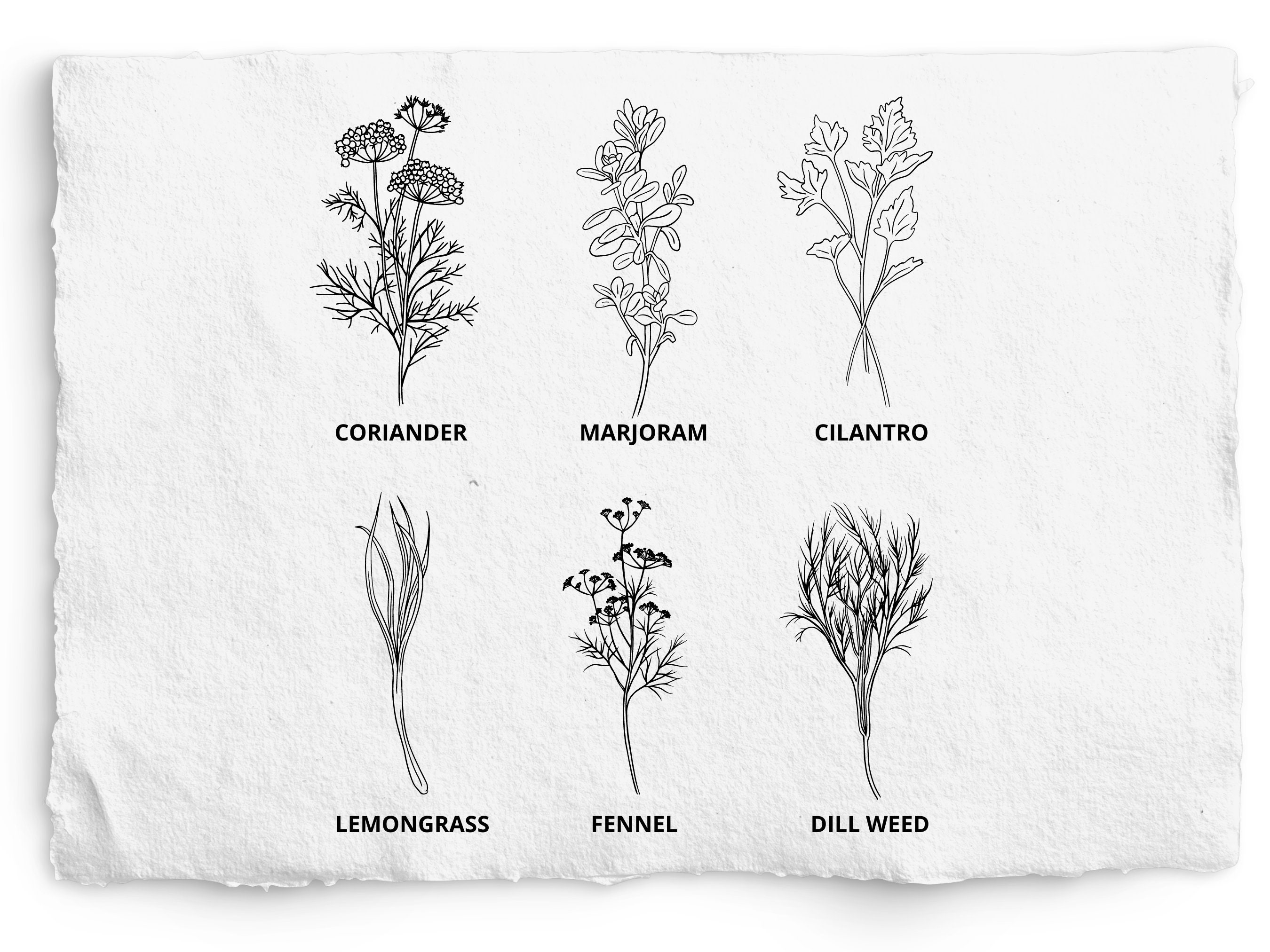 Herb Bundle SVG and PNG, Hand Drawn Dill, Coriander, Lemongrass ...