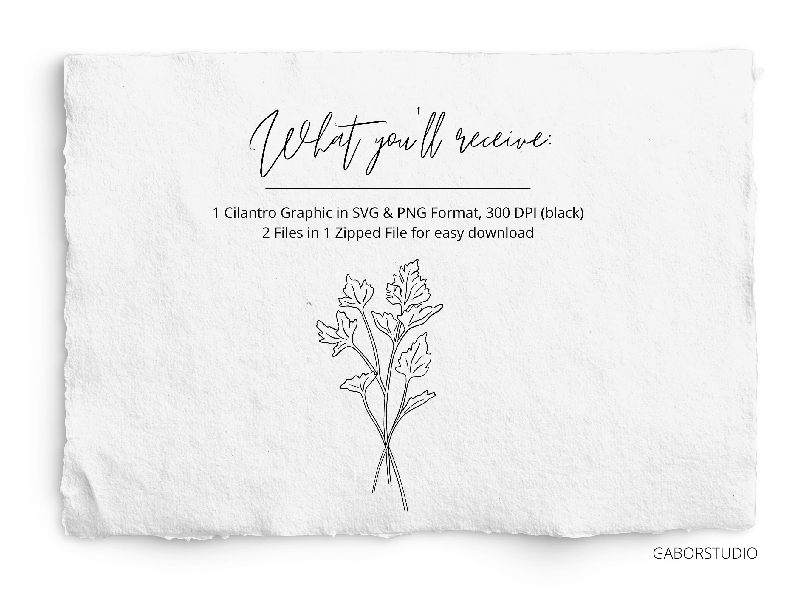 Cilantro SVG and PNG, Botanical Hand Drawn Cilantro Sprig Illustration ...