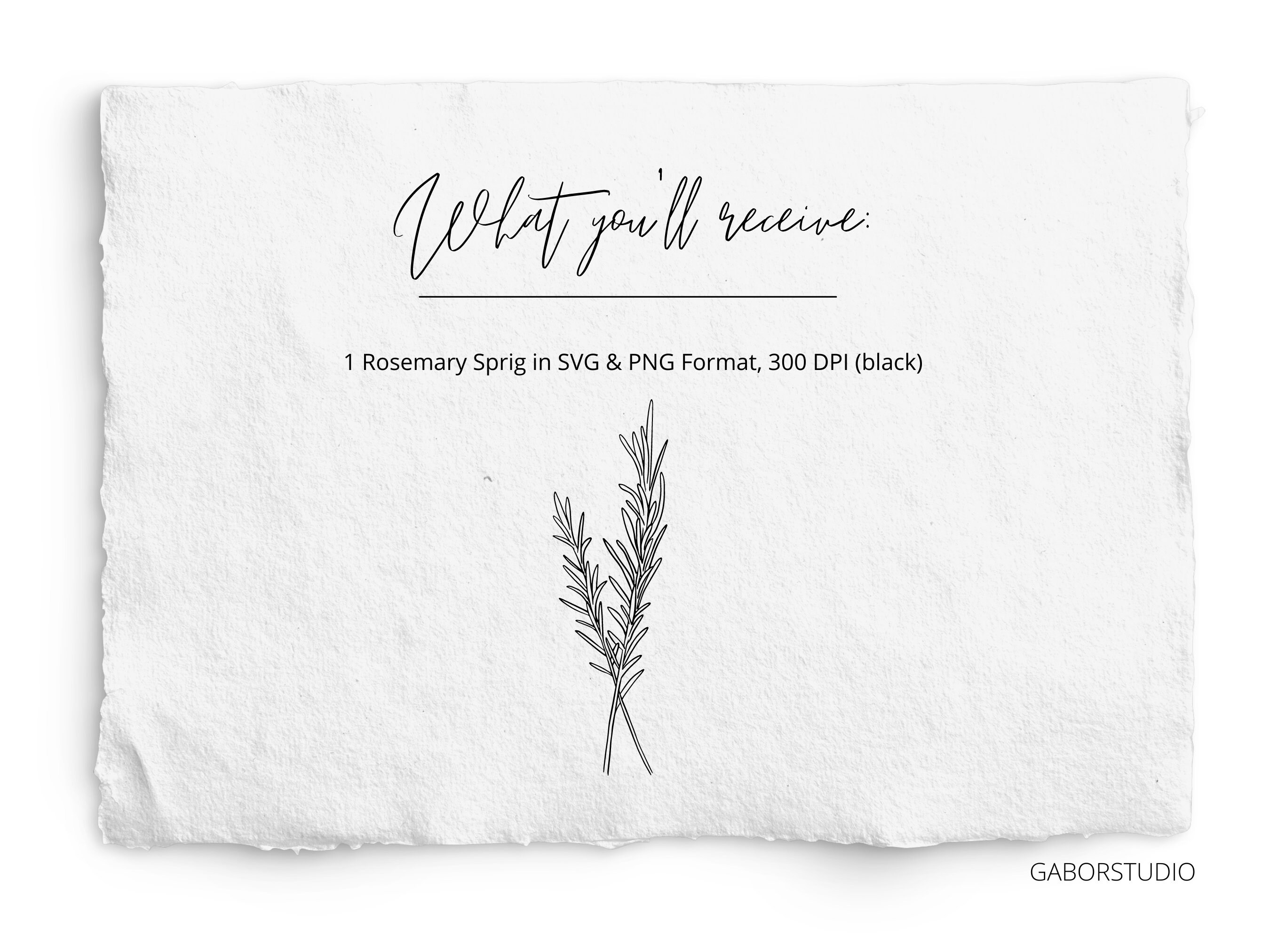 Rosemary SVG and PNG, Botanical Hand Drawn Apothecary Elements, Herb ...