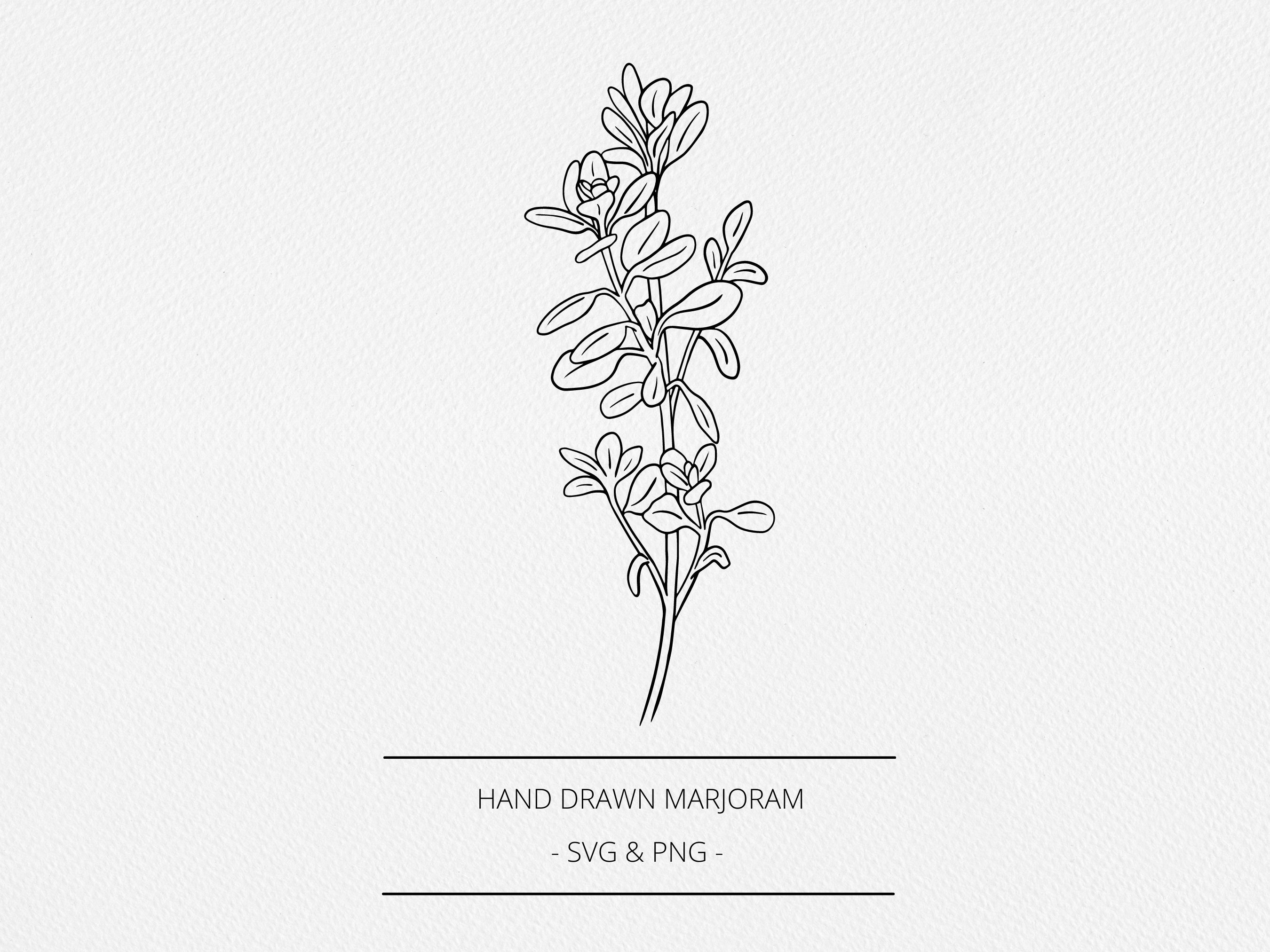 Marjoram Flower Drawing