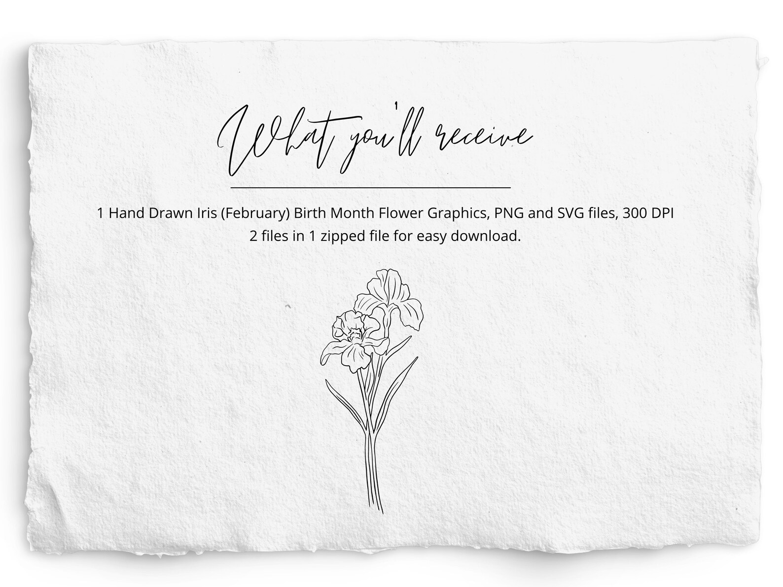 February Birth Month Flower SVG Birthday Flower PNG, Hand Drawn Iris ...
