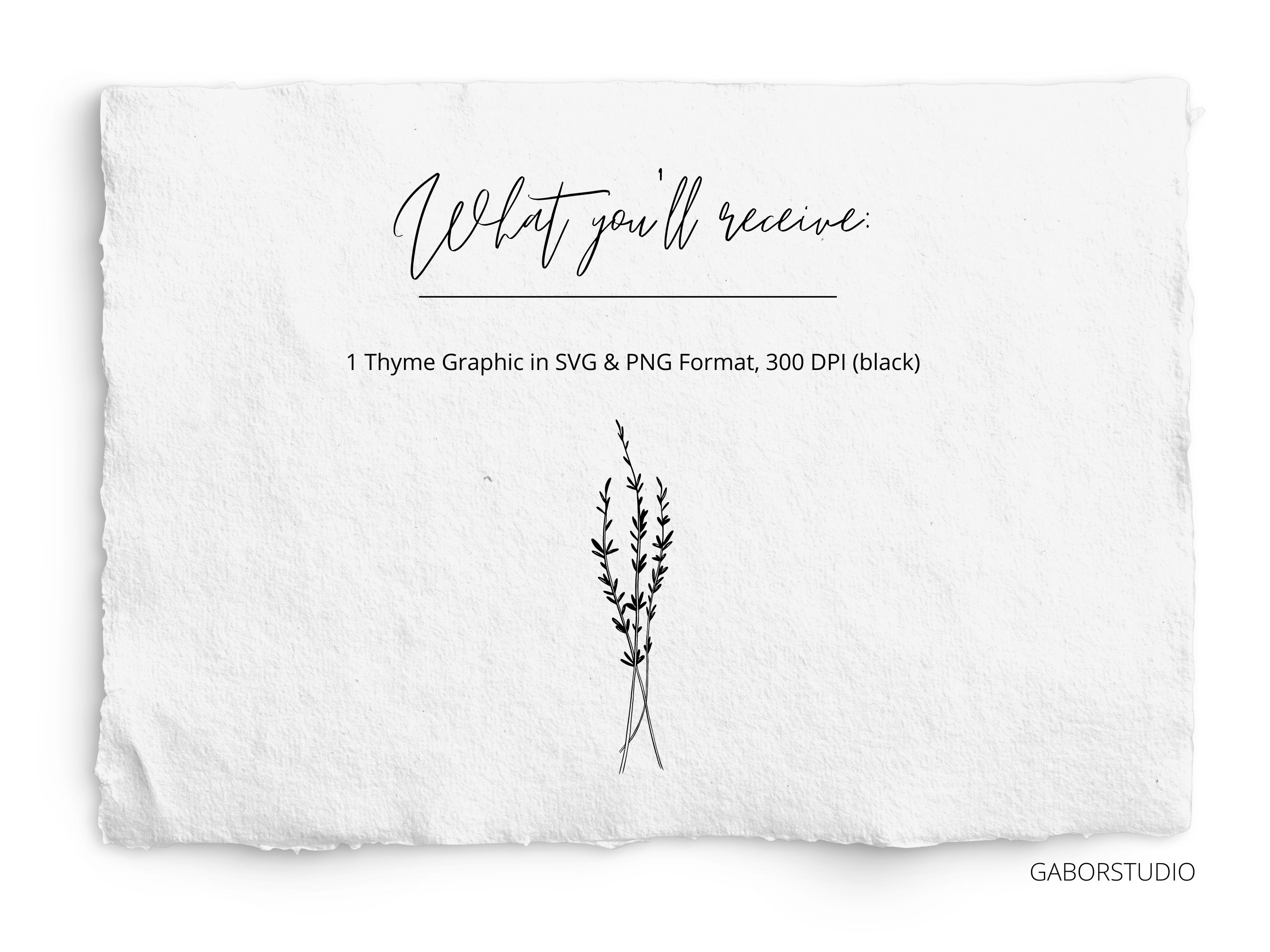 Thyme SVG and PNG, Botanical Hand Drawn Apothecary Elements, Herb ...