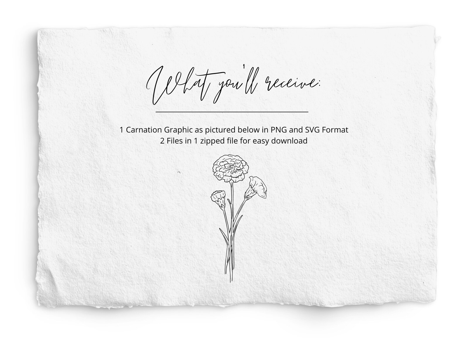Carnation January Birth Month Flower SVG - Birthday Flower PNG, Hand ...