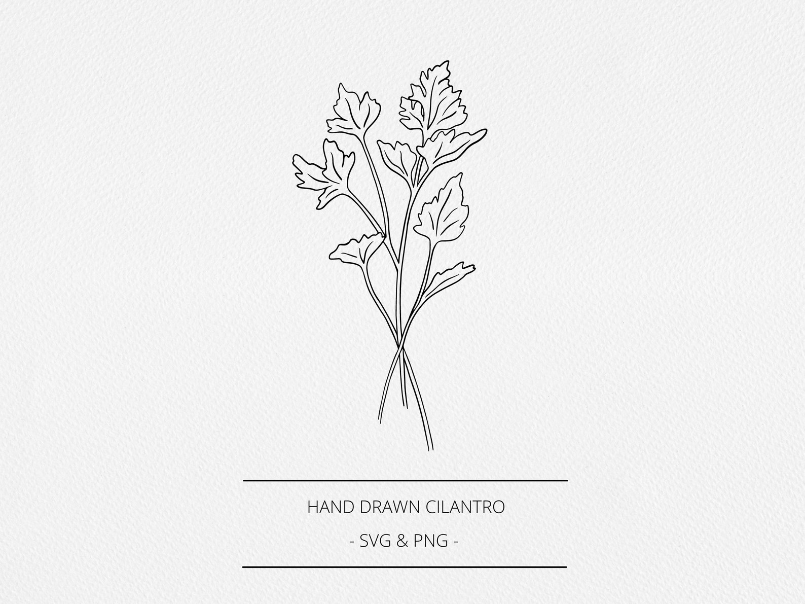 Cilantro SVG and PNG, Botanical Hand Drawn Cilantro Sprig Illustration ...