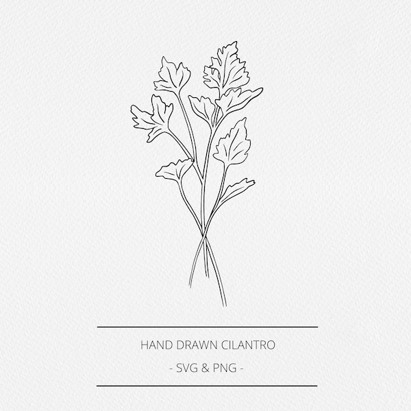 Cilantro Clip Art - Etsy