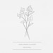 Cilantro SVG and PNG, Botanical Hand Drawn Cilantro Sprig Illustration ...