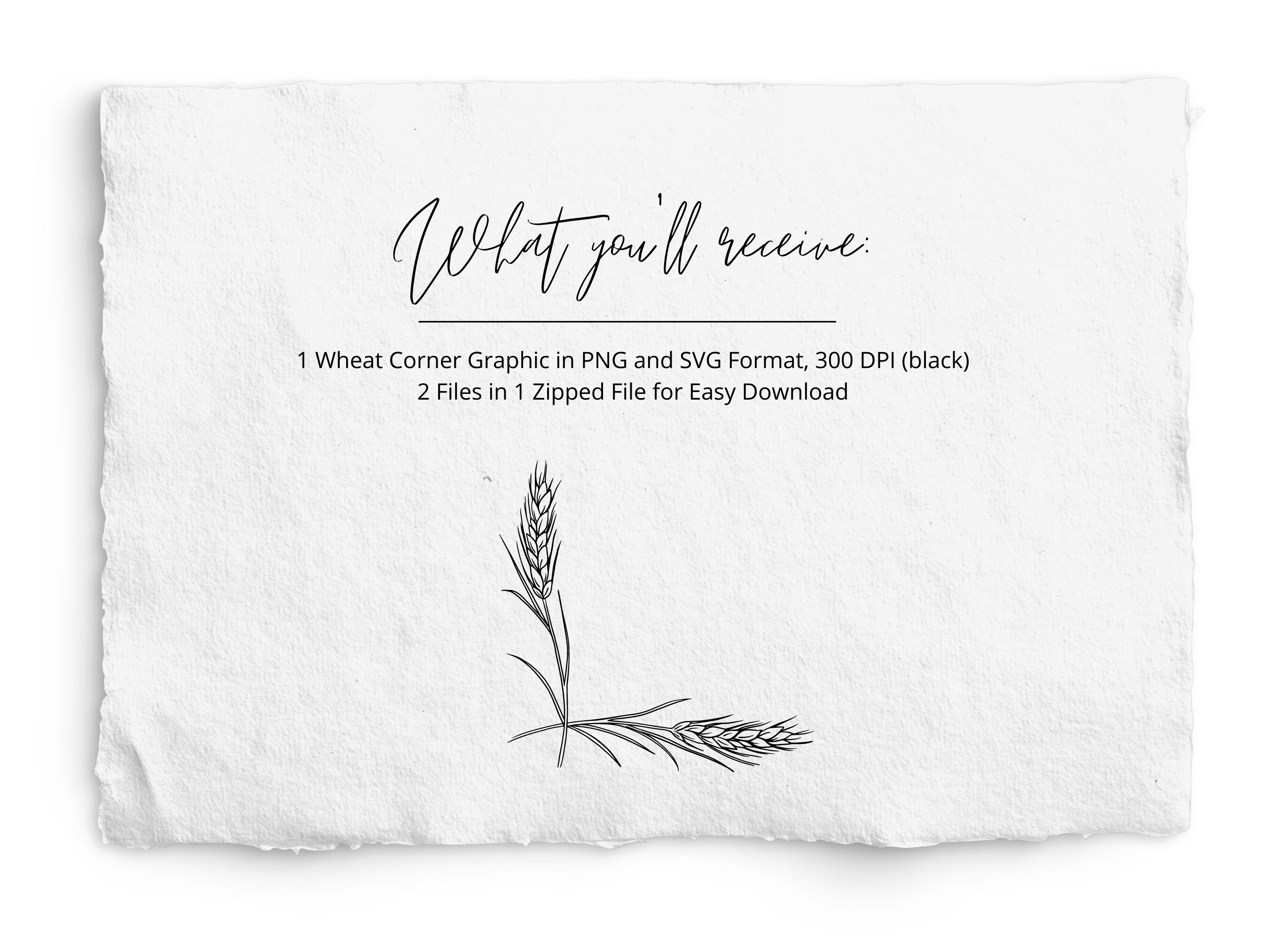 Wheat Corner Frame SVG, Wheat Frame Graphic, Harvest Wheat PNG, Cricut ...