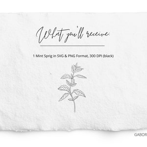 Mint Leaf SVG and PNG, Botanical Hand Drawn Apothecary Elements, Herb ...