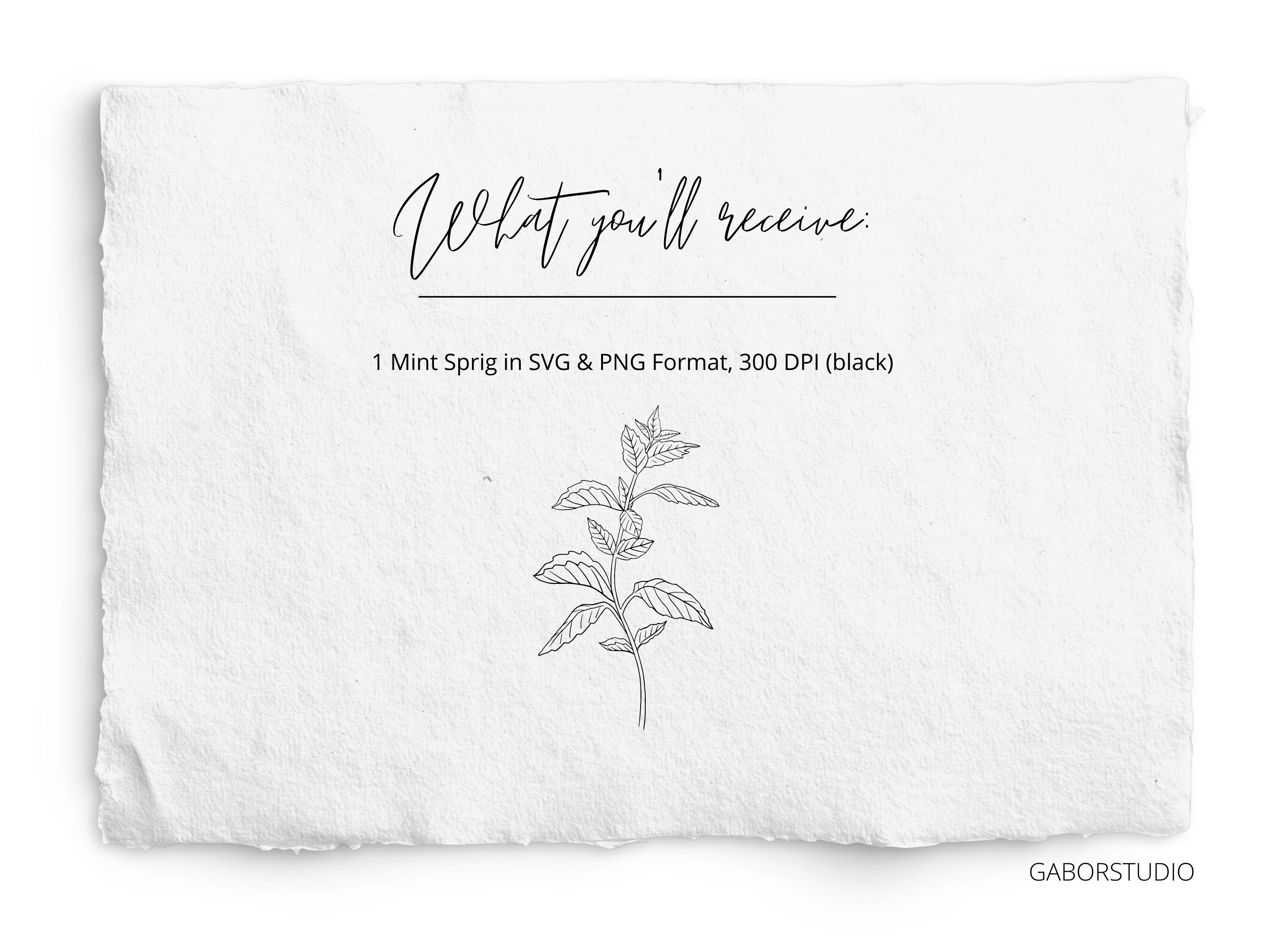 Mint Leaf SVG and PNG, Botanical Hand Drawn Apothecary Elements, Herb ...