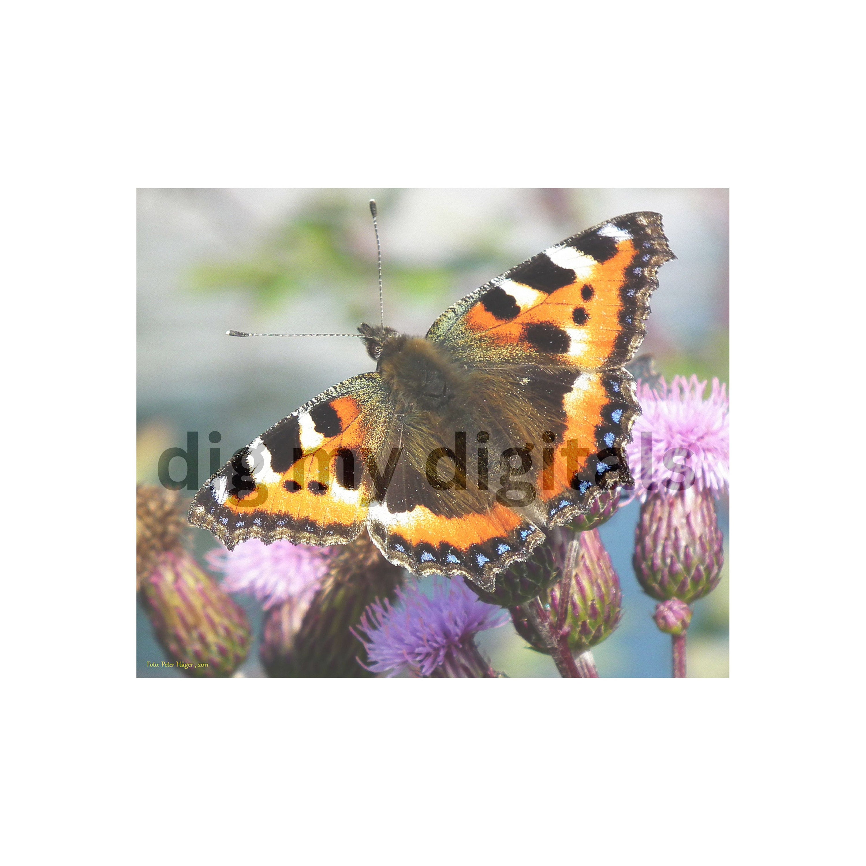 8 Butterfly Clip Art, Printable Clipart, Jpg, Digital Download ...