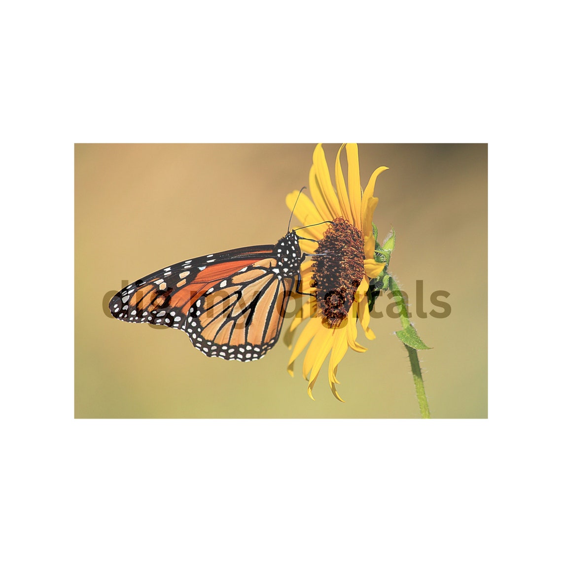 8 Butterfly Clip Art, Printable Clipart, Jpg, Digital Download ...