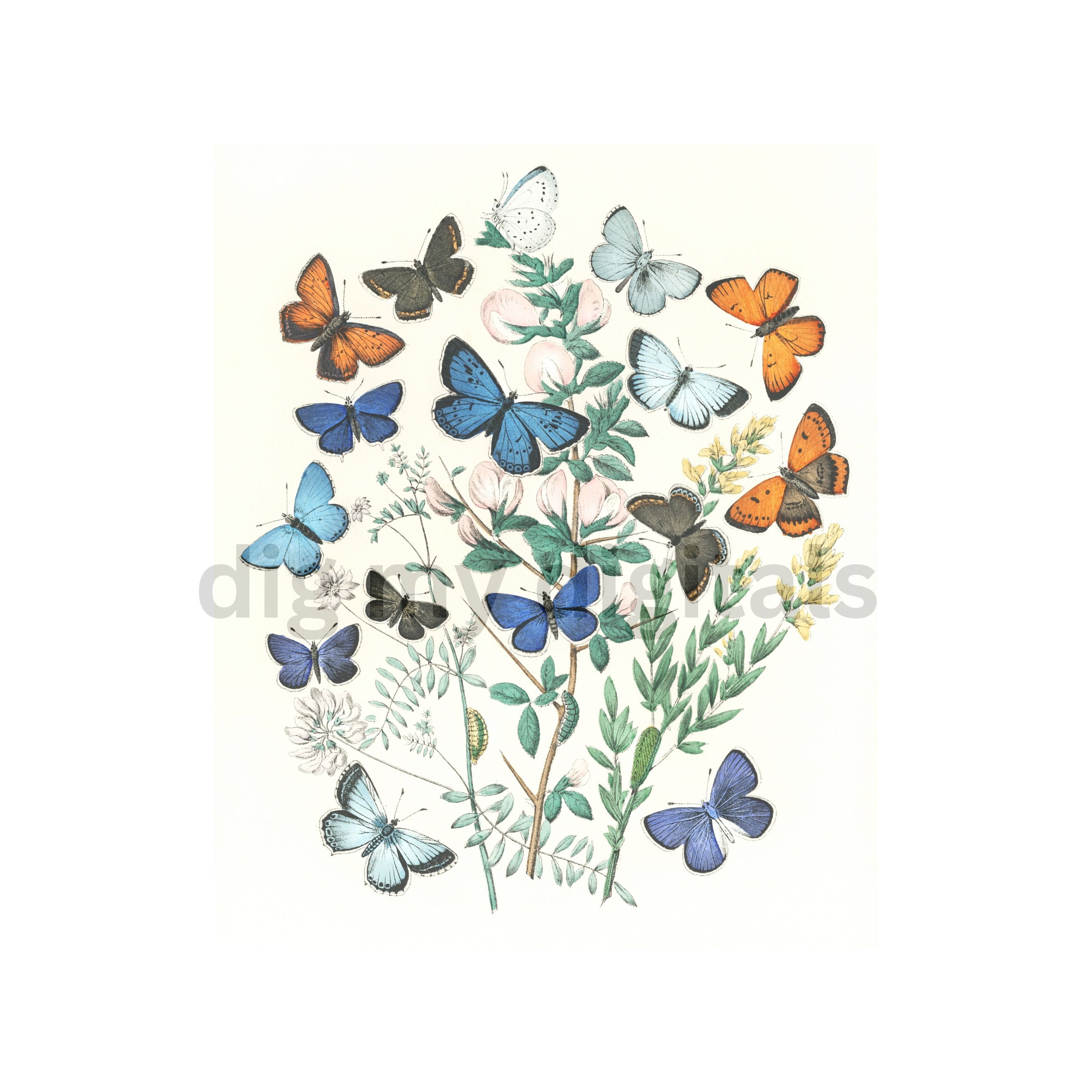 8 Butterfly Clip Art, Printable Clipart, Jpg, Digital Download ...