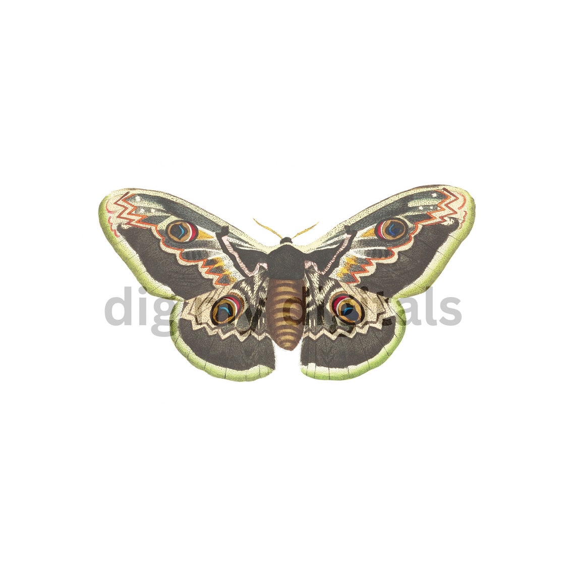 8 Butterfly Clip Art, Printable Clipart, Jpg, Digital Download ...
