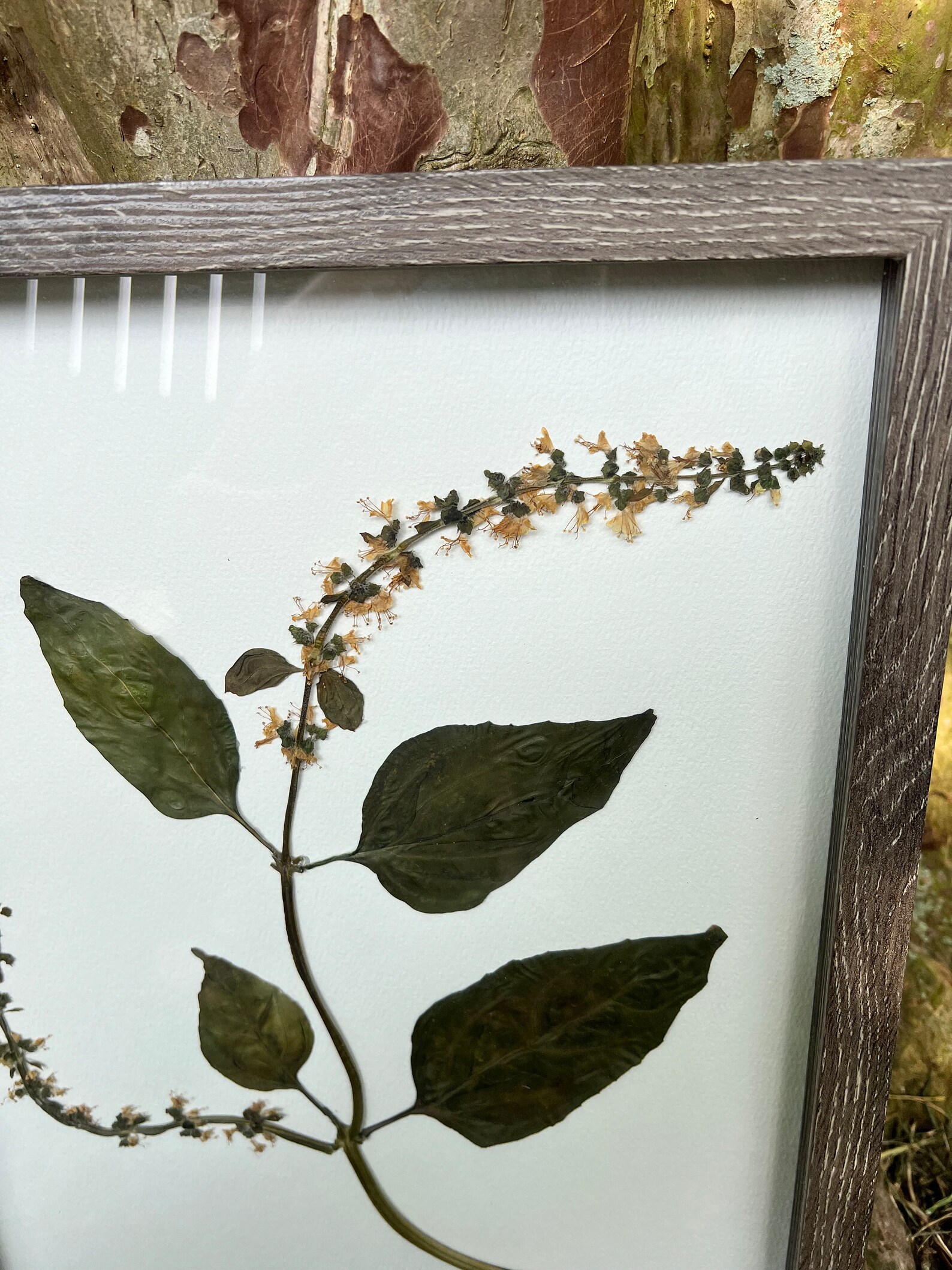 Pressed Basil Plant Wall Art Plant Decor Art Kitchen Decor - Etsy