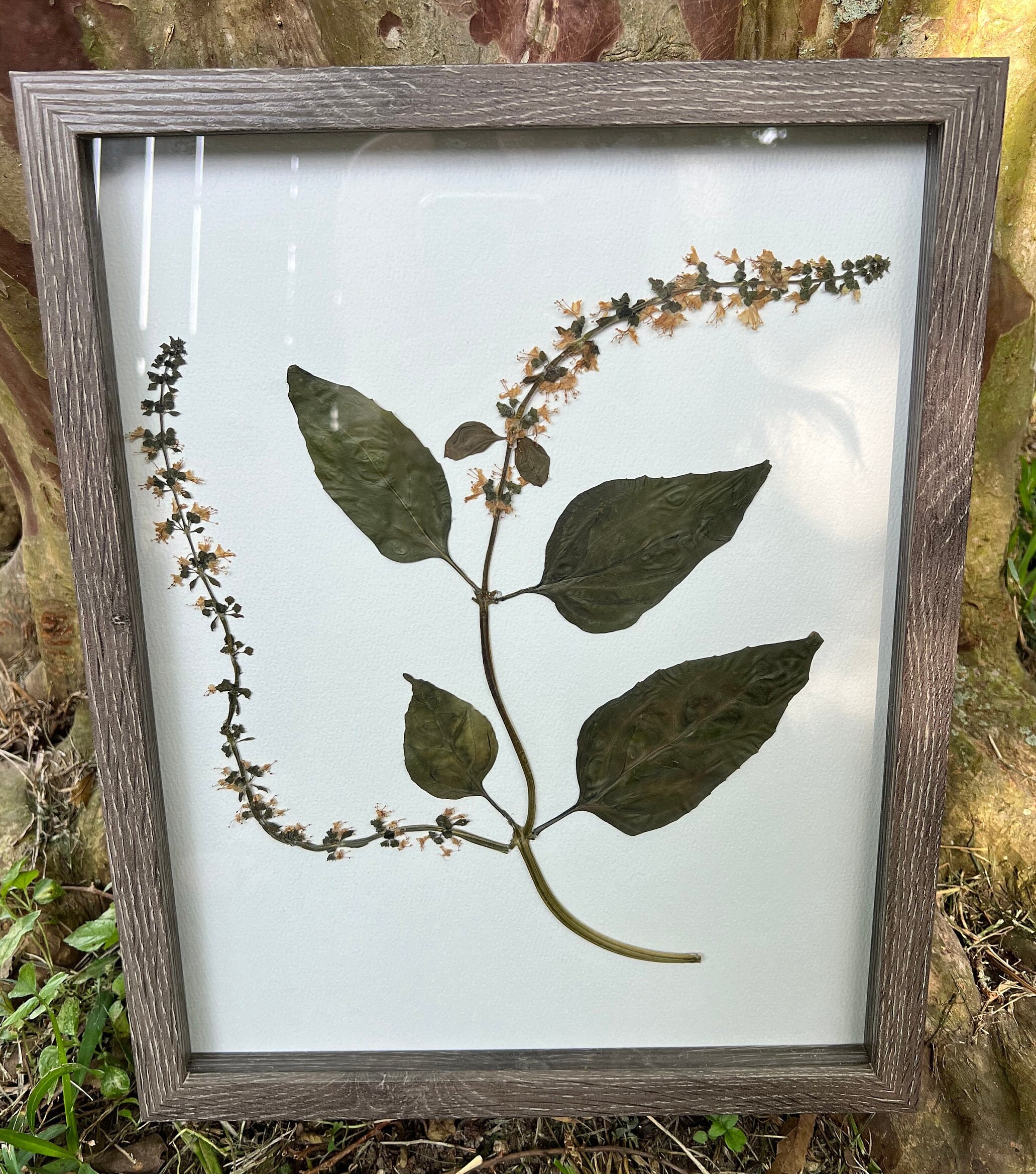 Pressed Basil Plant Wall Art Plant Decor Art Kitchen Decor - Etsy