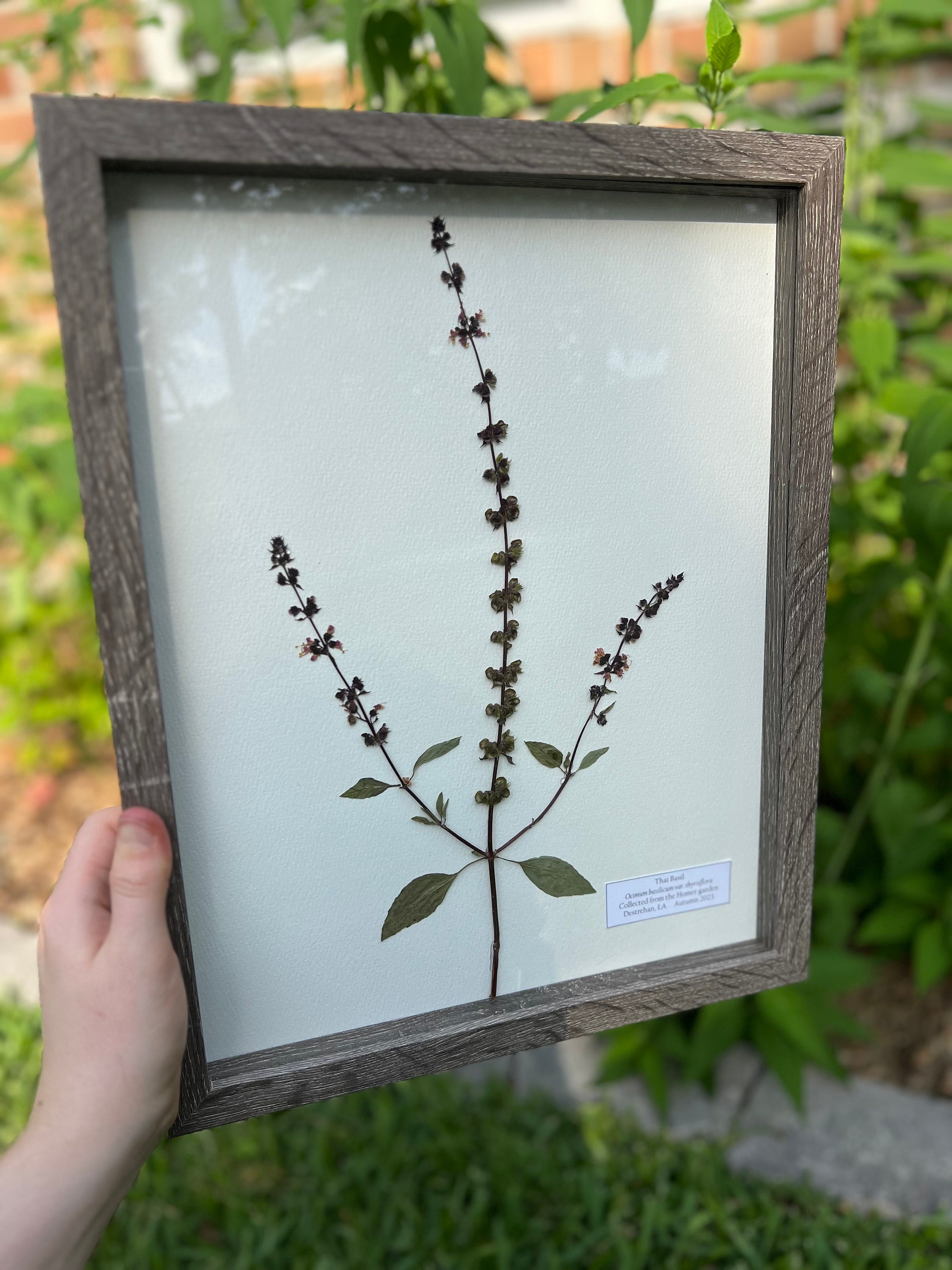 Pressed Basil Plant Wall Art Plant Decor Art Kitchen Decor - Etsy