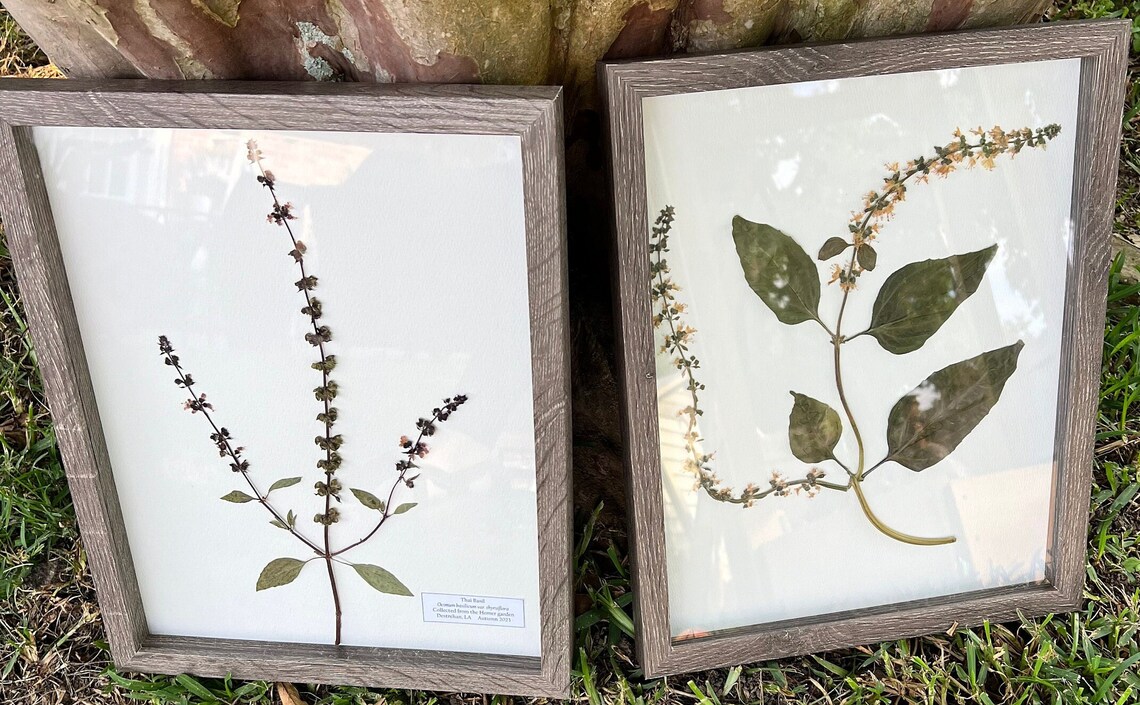 Pressed Basil Plant Wall Art Plant Decor Art Kitchen Decor - Etsy