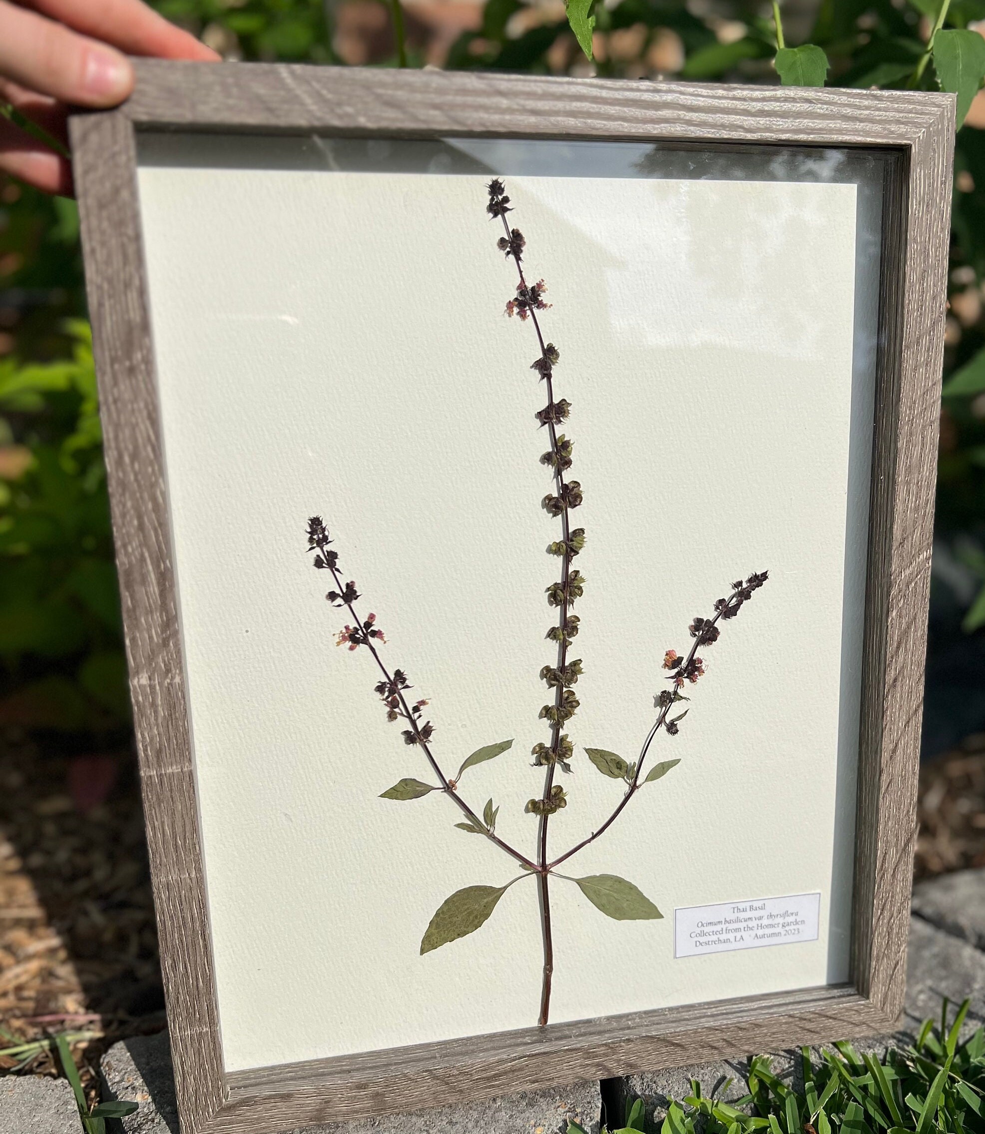 Pressed Basil Plant Wall Art Plant Decor Art Kitchen Decor - Etsy