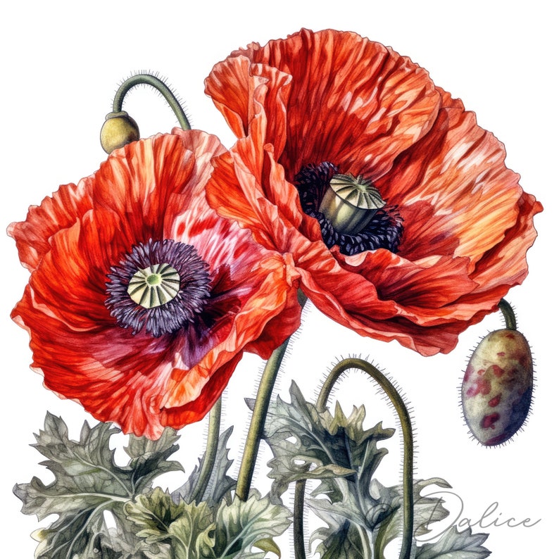 Poppies Clip Art 12 High Quality Images Digital Planner - Etsy