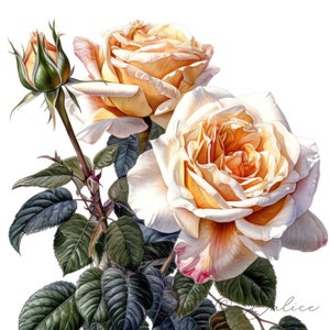 Hybrid Tea Roses Clip Art - 12 High Quality Images - Digital Planner ...