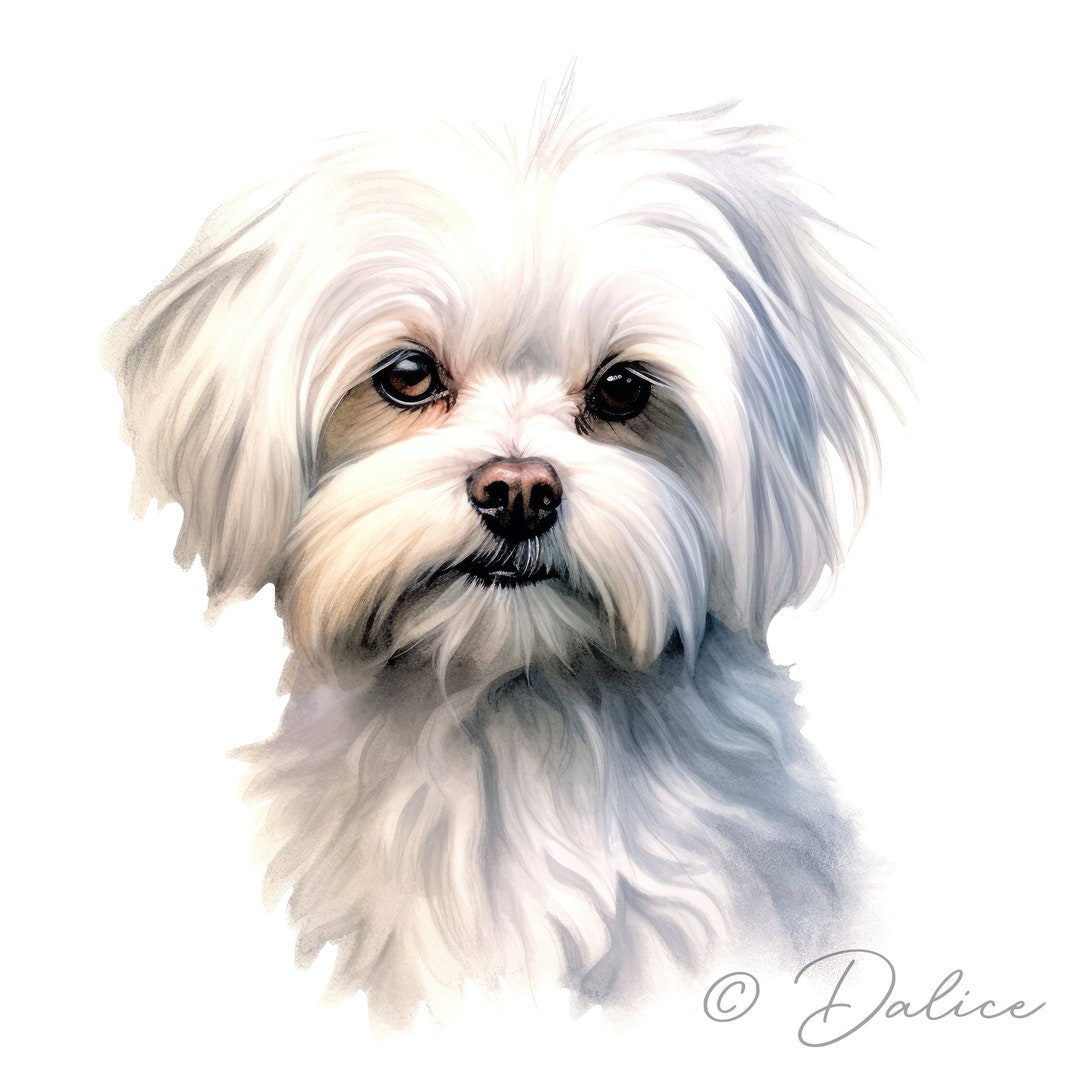 Maltese Clip Art - 12 High Quality Images - Digital Planner, Watercolor ...