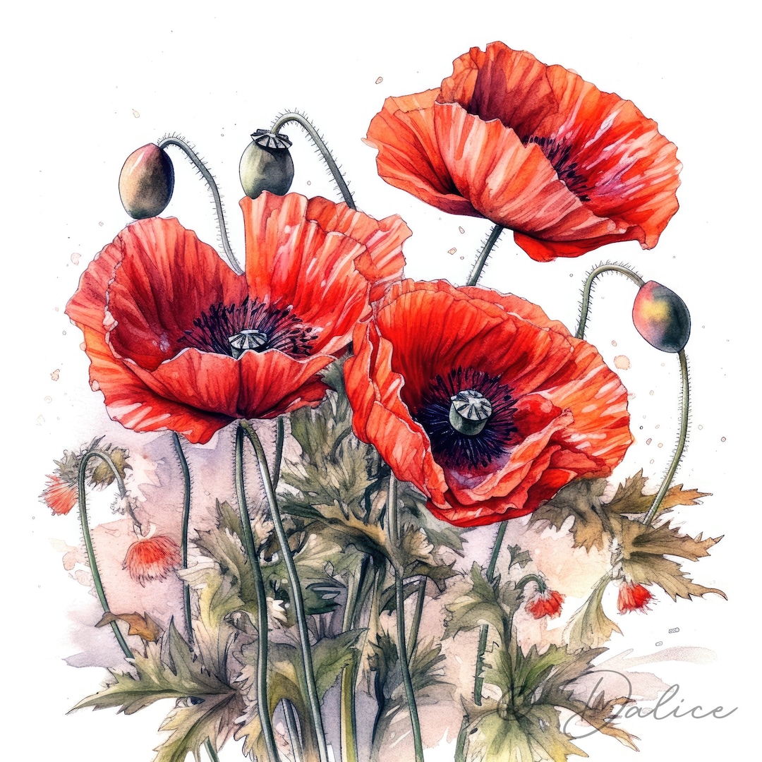 Poppies Clip Art - 12 High Quality Images - Digital Planner, Watercolor ...