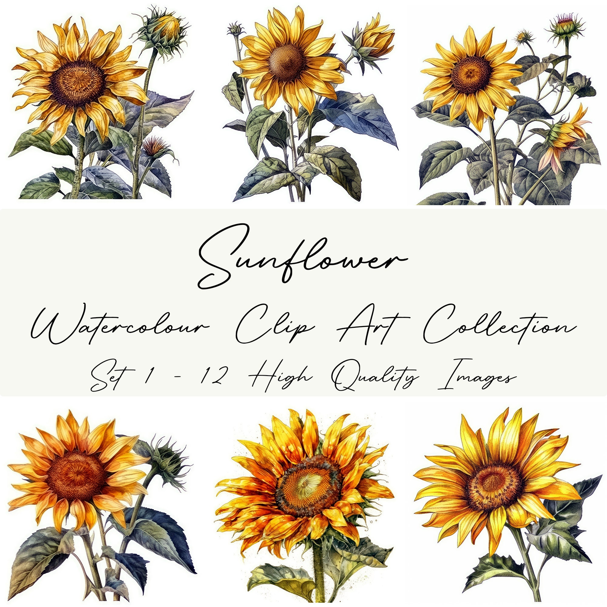Sunflower Clip Art 12 High Quality Images Digital Planner, Watercolor ...