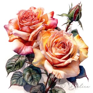 Hybrid Tea Roses Clip Art - 12 High Quality Images - Digital Planner ...