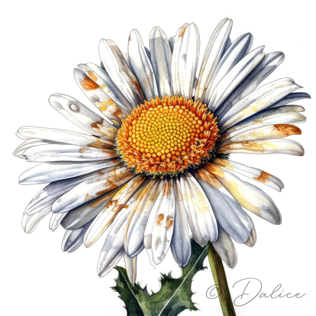 Daisy Clip Art - 12 High Quality Images - Digital Planner, Watercolor ...