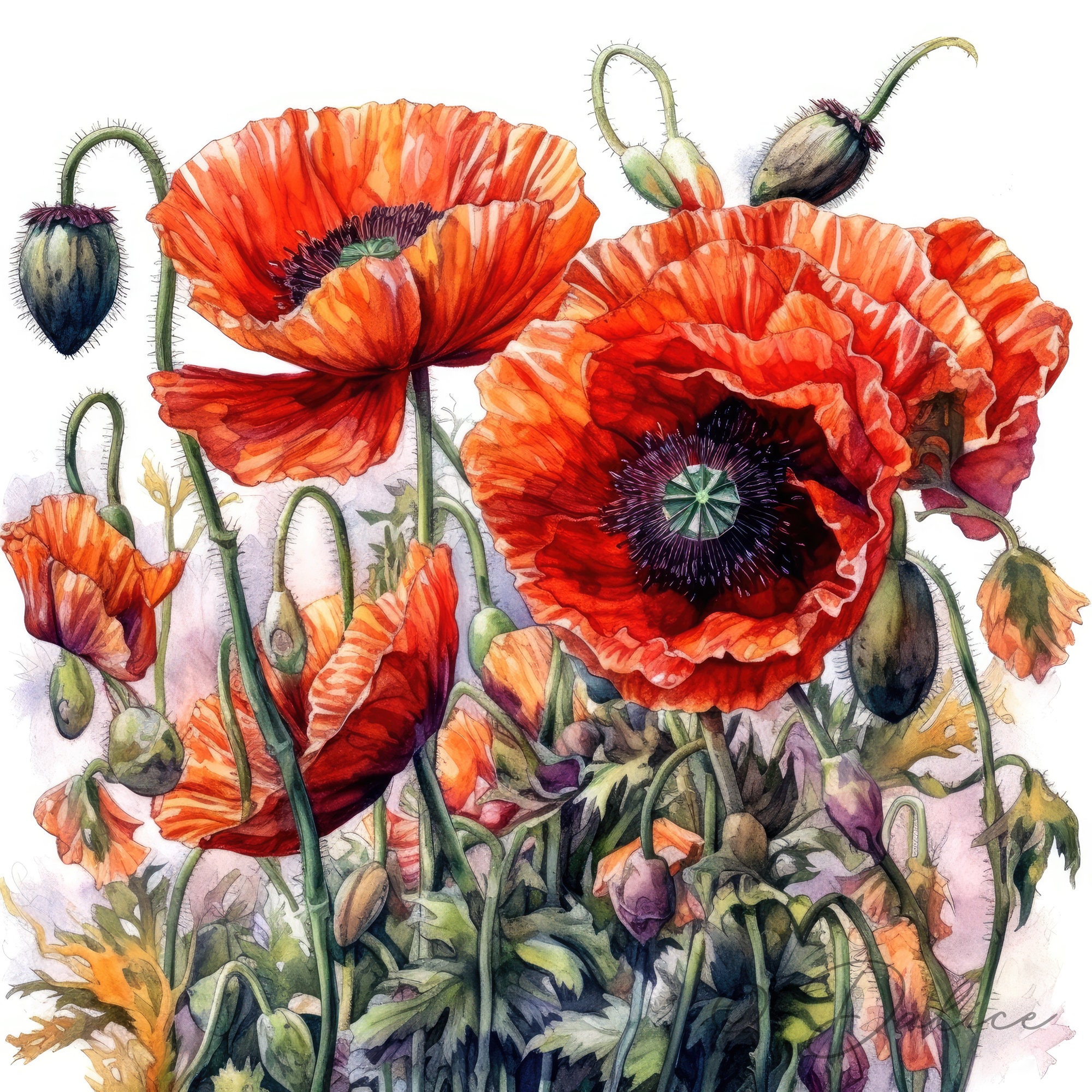 Poppies Clip Art 12 High Quality Images Digital Planner - Etsy