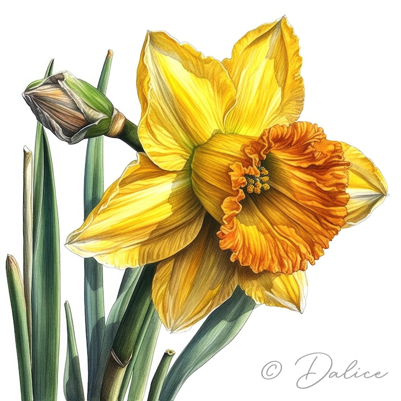 Daffodil Clip Art 12 High Quality Images Digital Planner, Watercolor ...