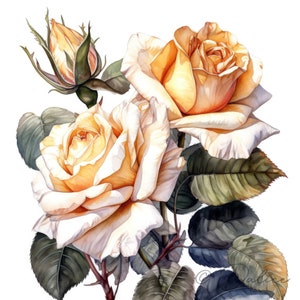 Hybrid Tea Roses Clip Art - 12 High Quality Images - Digital Planner ...