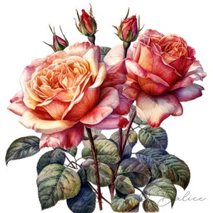 Hybrid Tea Roses Clip Art - 12 High Quality Images - Digital Planner ...