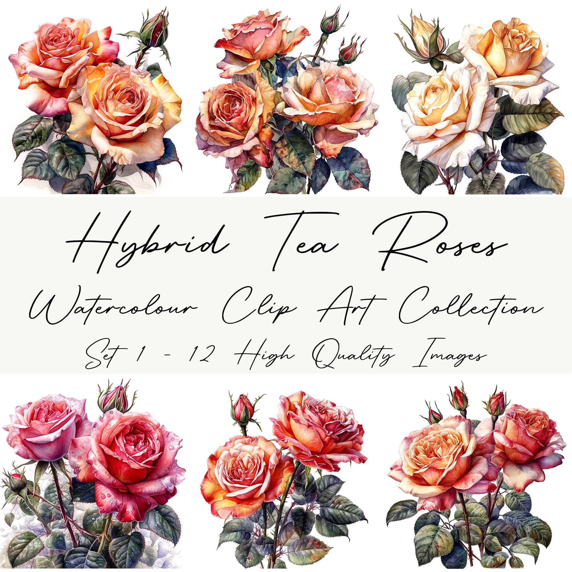 Hybrid Tea Roses Clip Art 12 High Quality Images Digital Planner ...