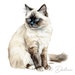 Birman Cat Clip Art 12 High Quality Images Digital Planner, Watercolor ...