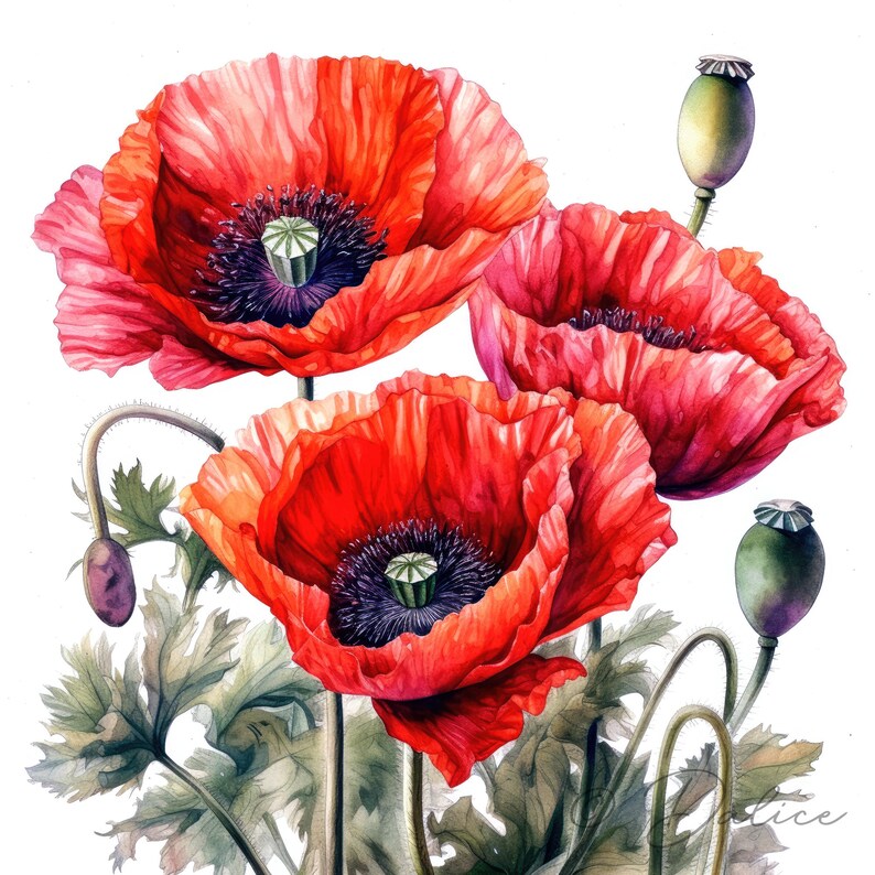 Poppies Clip Art 12 High Quality Images Digital Planner - Etsy